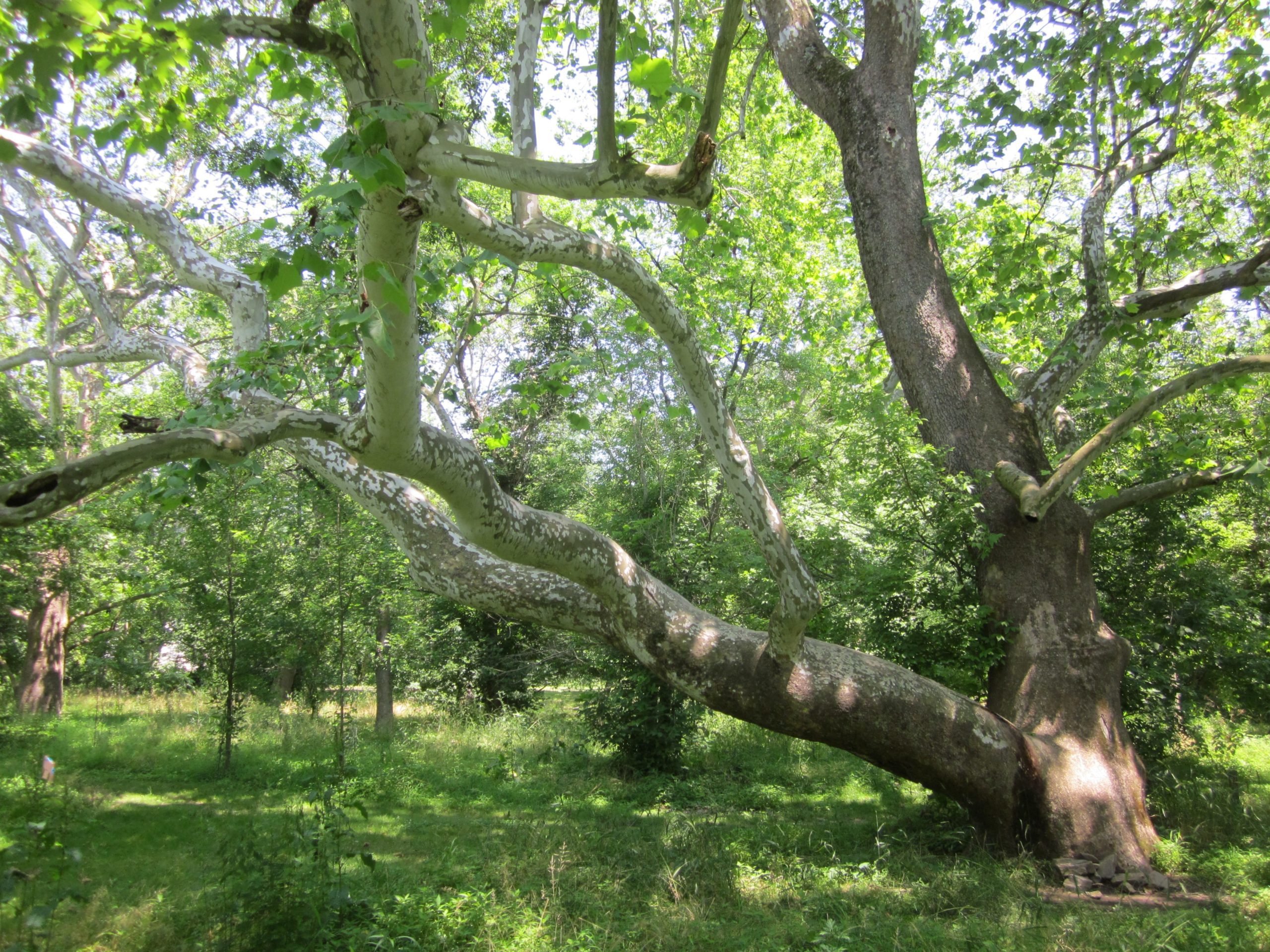 Ashland Floodplain Trail Guide - Delaware Nature Society