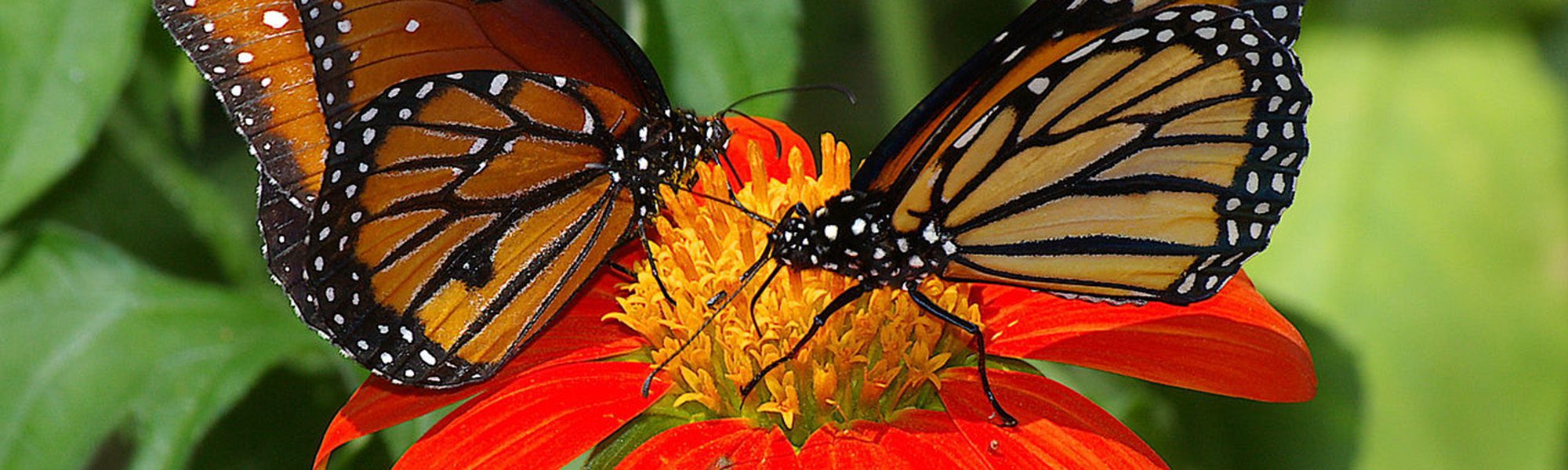 Ashland Butterfly Habitat - Delaware Nature Society