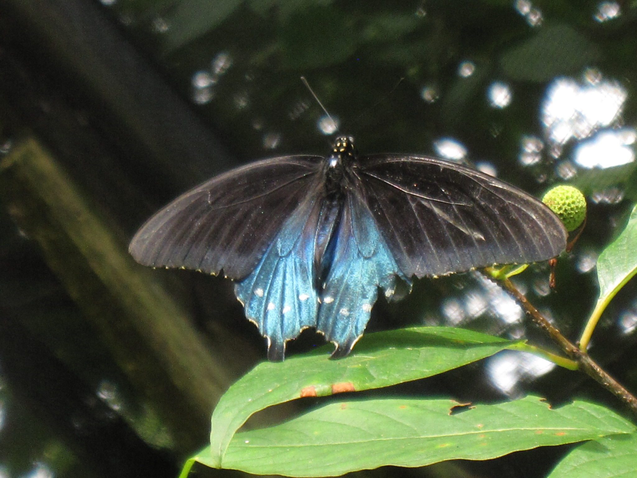 Pipevine Swallowtail Butterfly - Delaware Nature Society