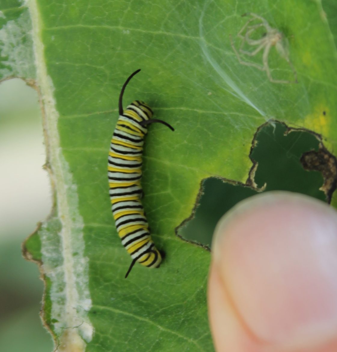 Monarchs and Migration - Delaware Nature Society