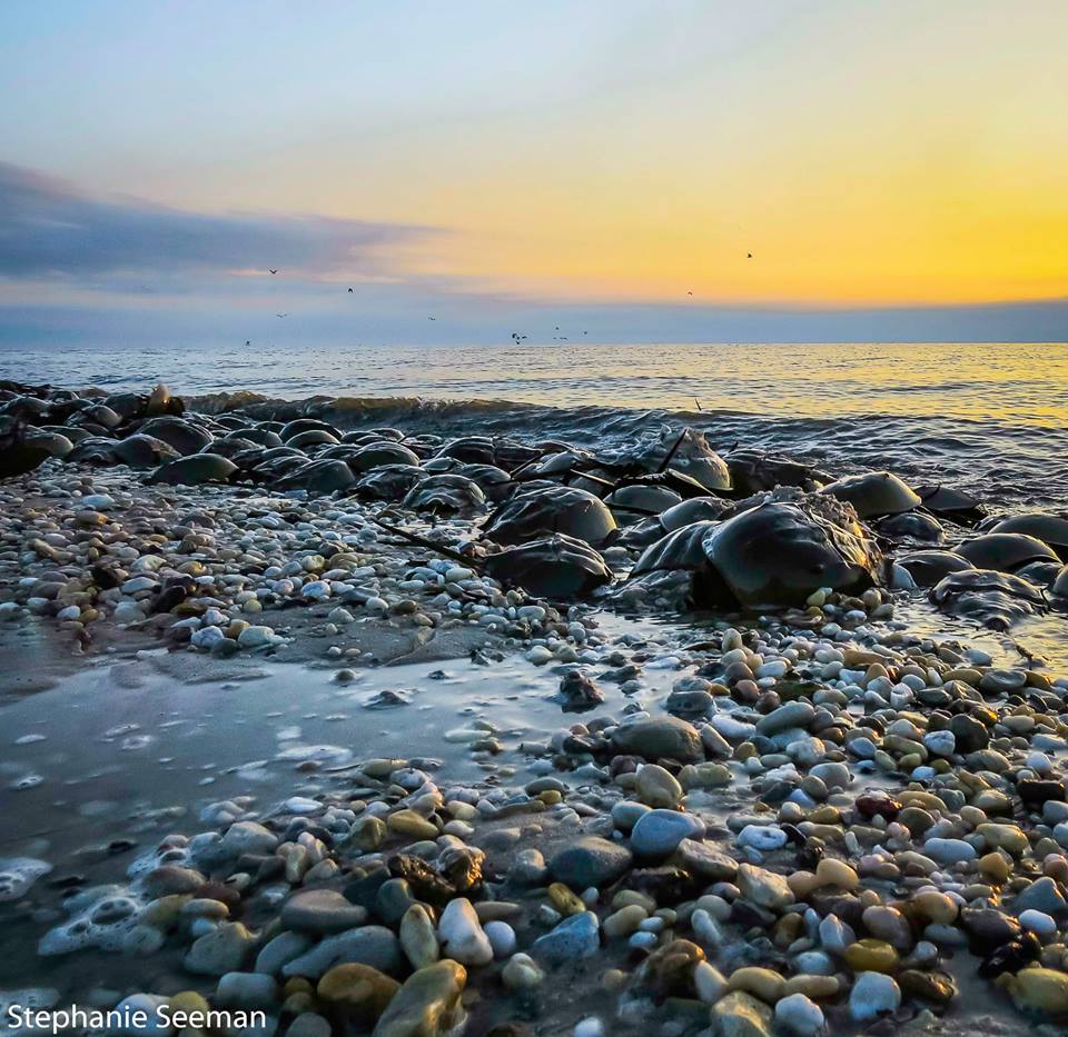 Slaughter Beach Wildlife and Economy - Delaware Nature Society