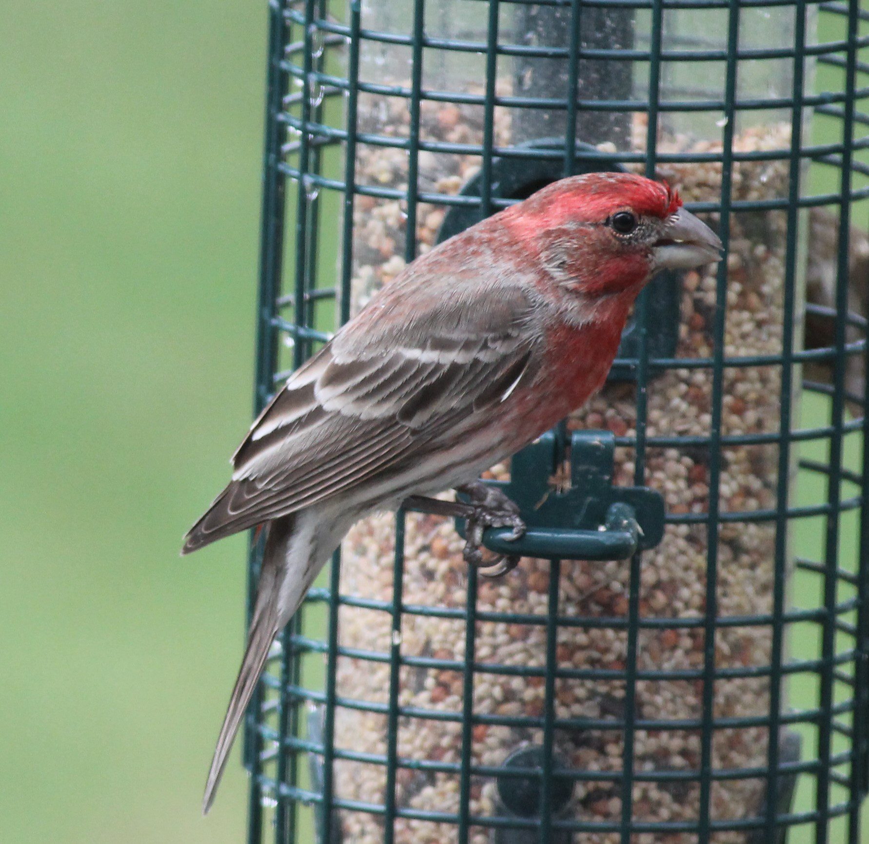 House Finches vs Purple Finches - Delaware Nature Society