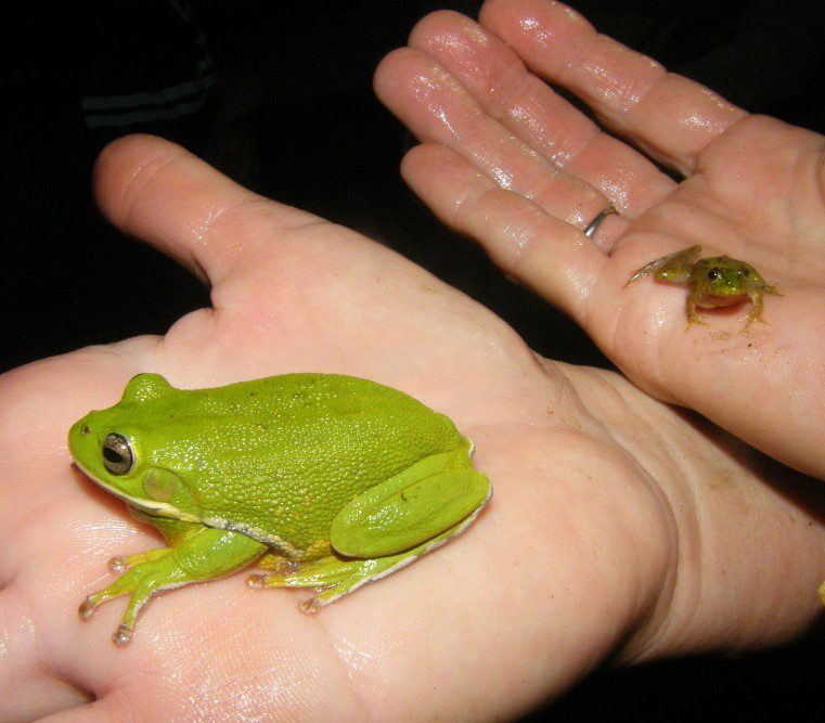 The Importance of the Vernal Pools of Delmarva Peninsula - Delaware ...