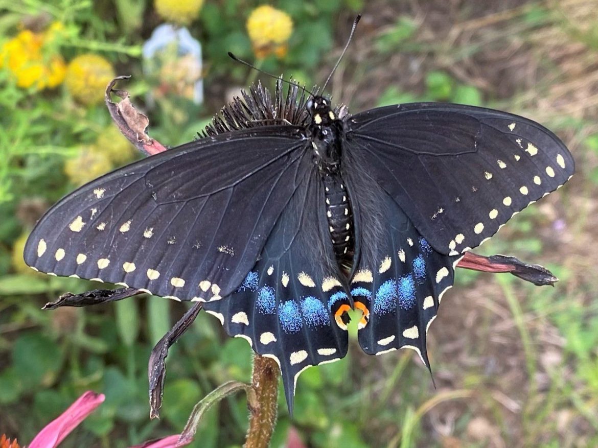 Pipevine Swallowtail Butterfly - Delaware Nature Society