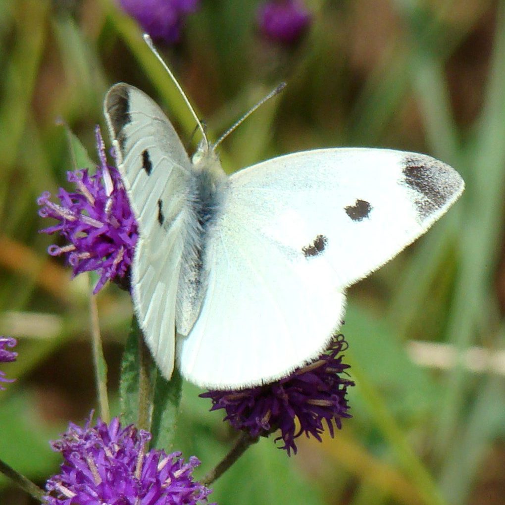 Cabbage White Butterfly Cabbage White Butterfly