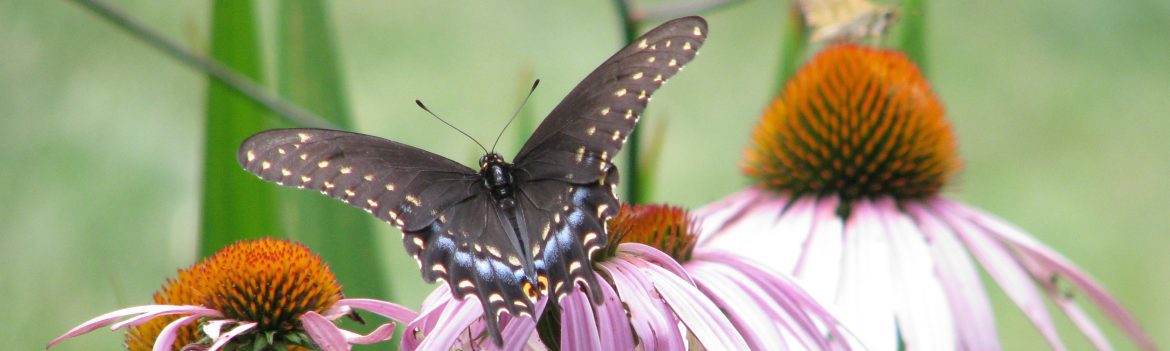 Eastern Black Swallowtail Butterfly - Delaware Nature Society