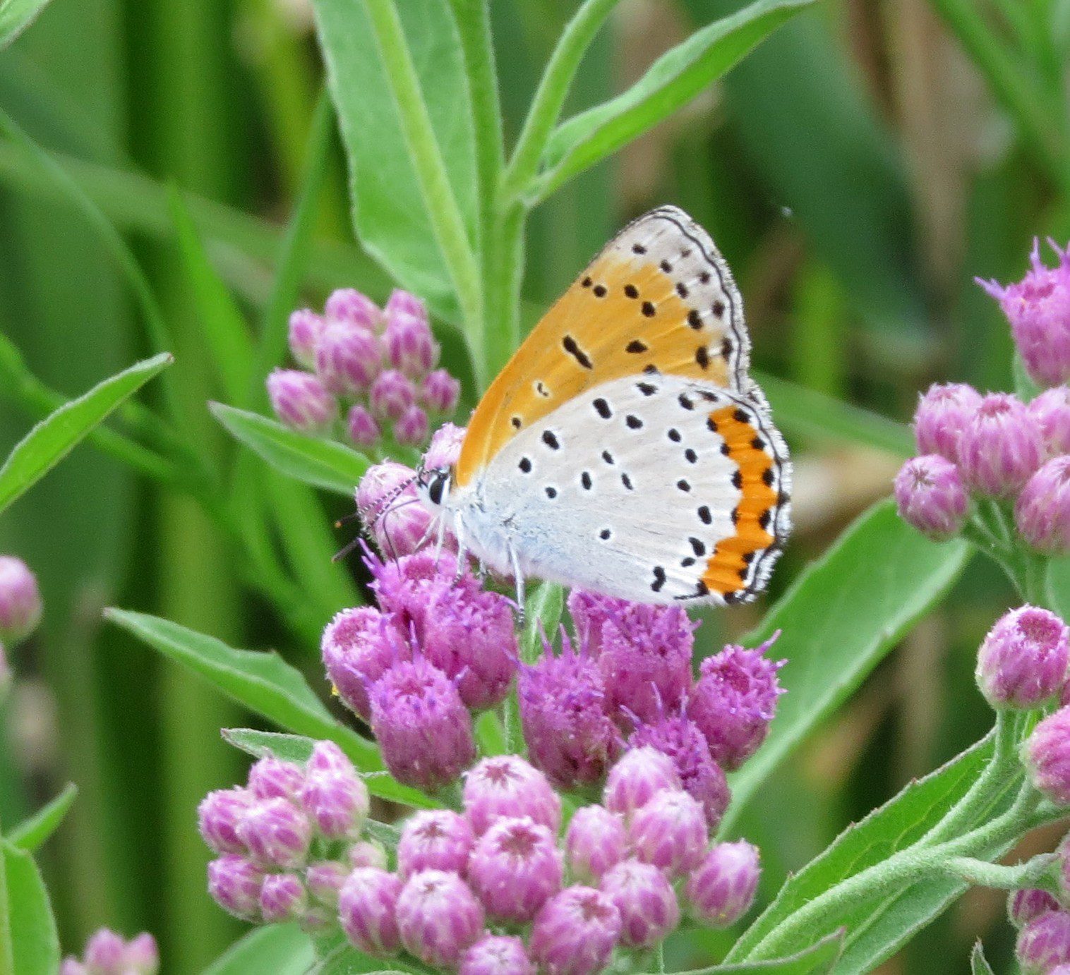 Butterflies of Summer - Delaware Nature Society