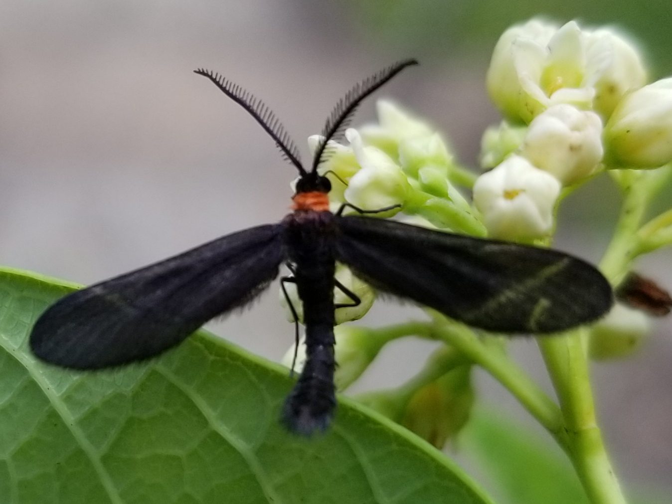 Moth Week 2023! - Delaware Nature Society