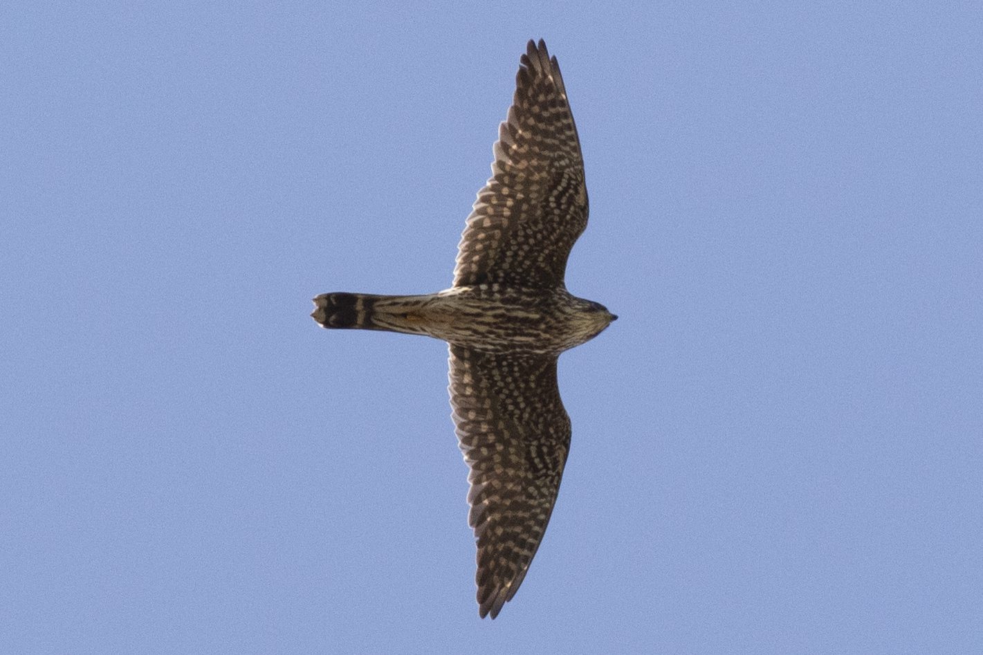 18th Annual Ashland Hawk Watch - Delaware Nature Society