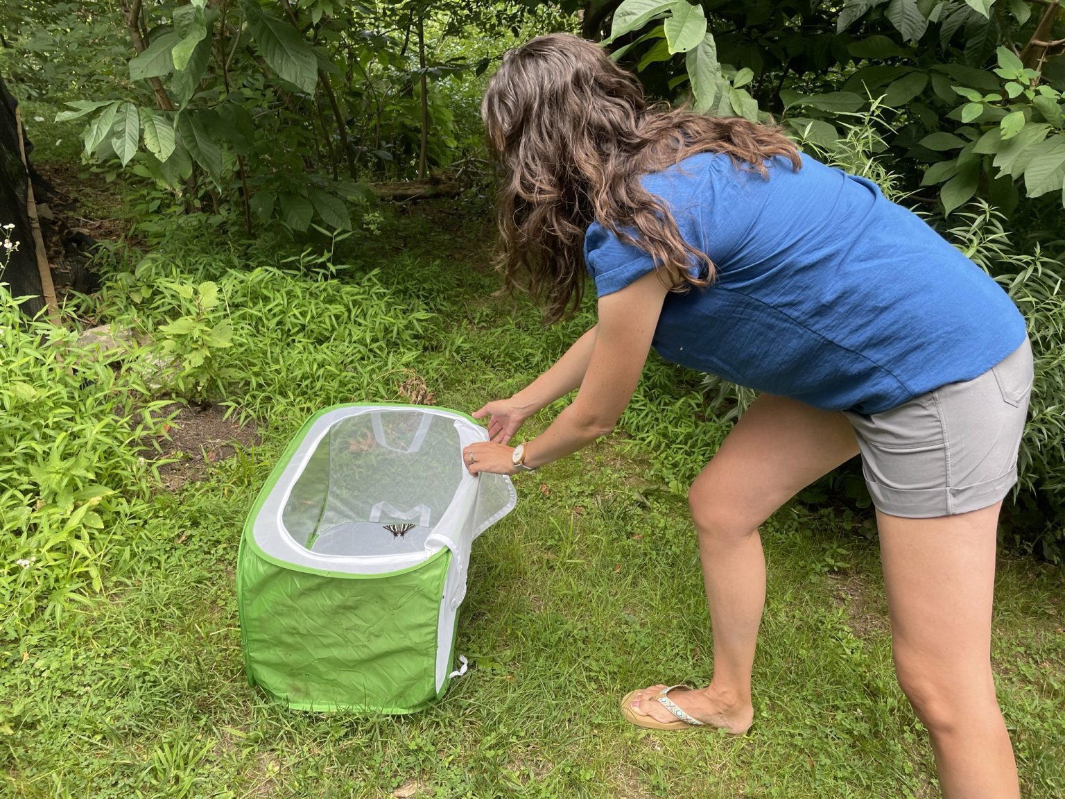 Introducing Zebra Swallowtails to Ashland - Delaware Nature Society